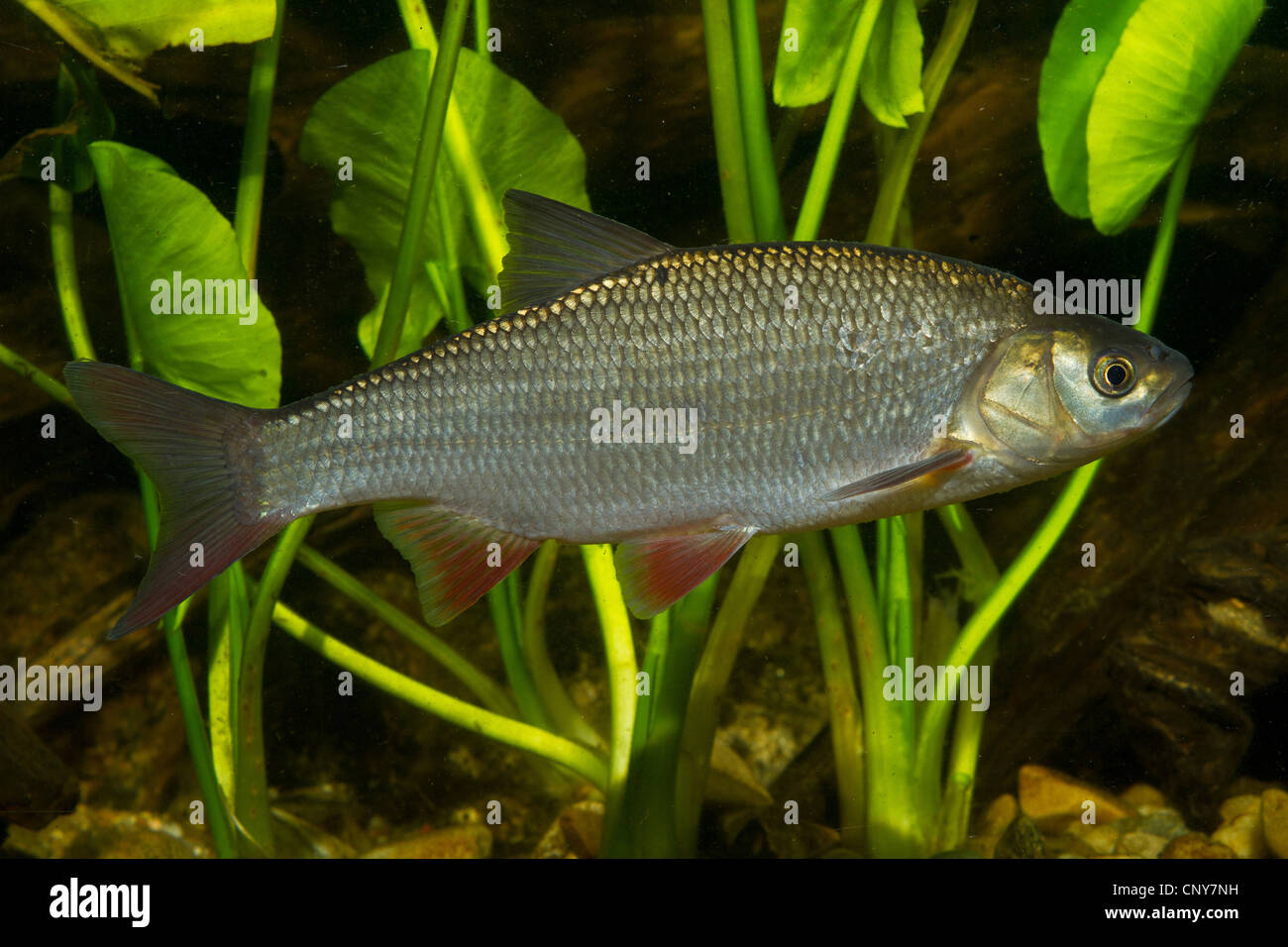 ide, orfe (Leuciscus idus), in front of pond-lilies Stock Photo - Alamy
