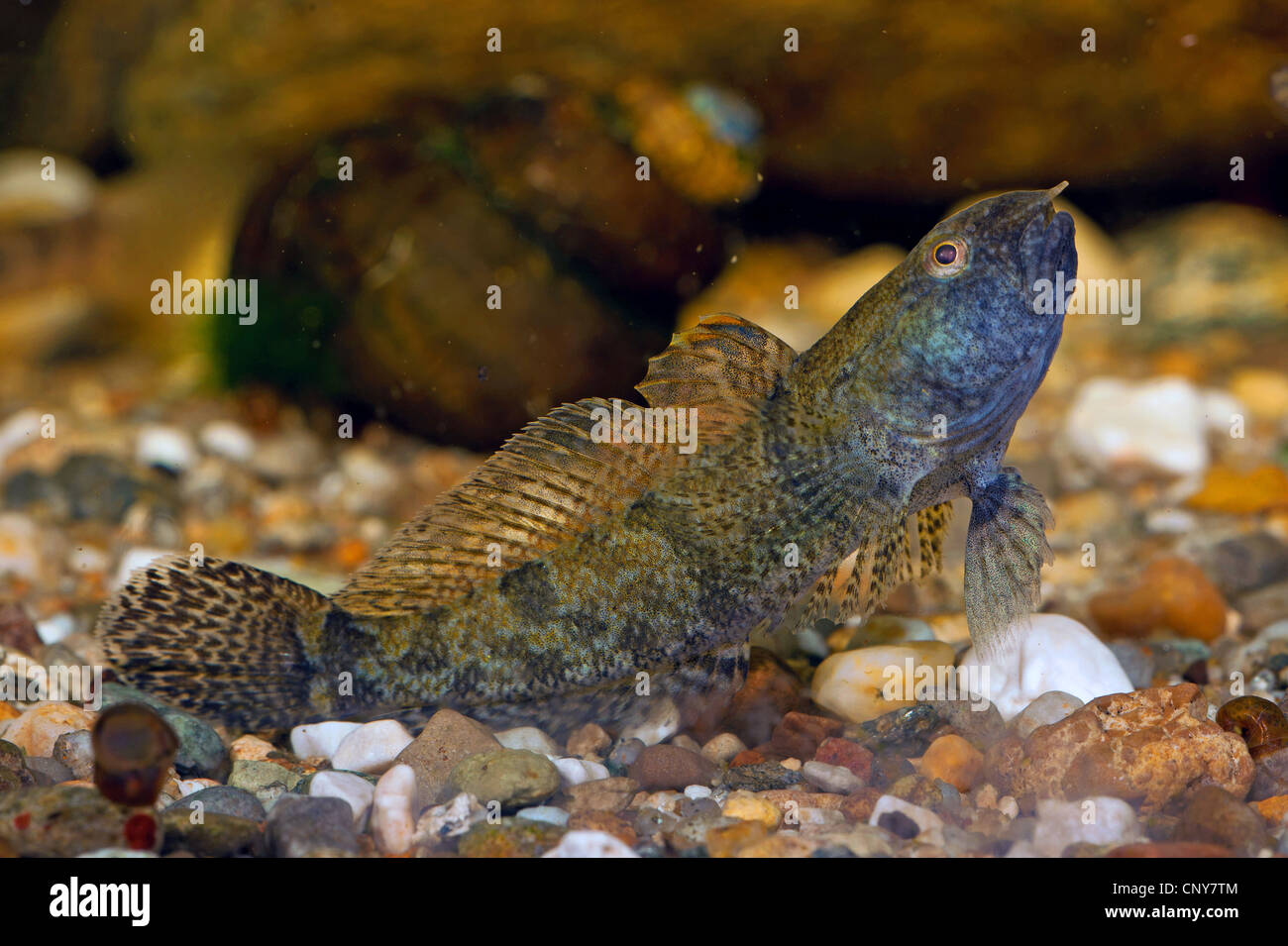 tubenose goby (Proterorhinus marmoratus, Gobius marmoratus), male on ...