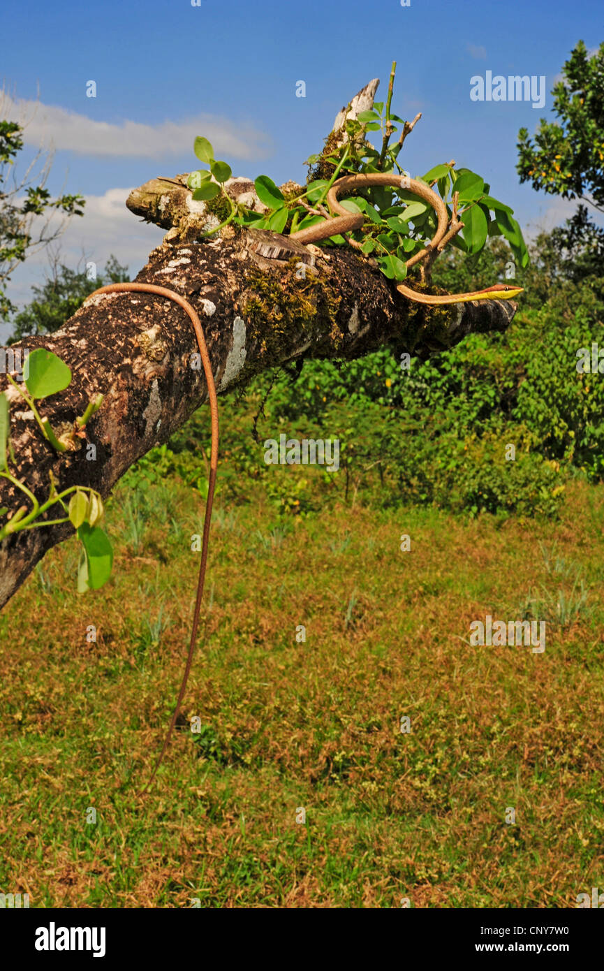 Snakes climbing hi-res stock photography and images - Alamy