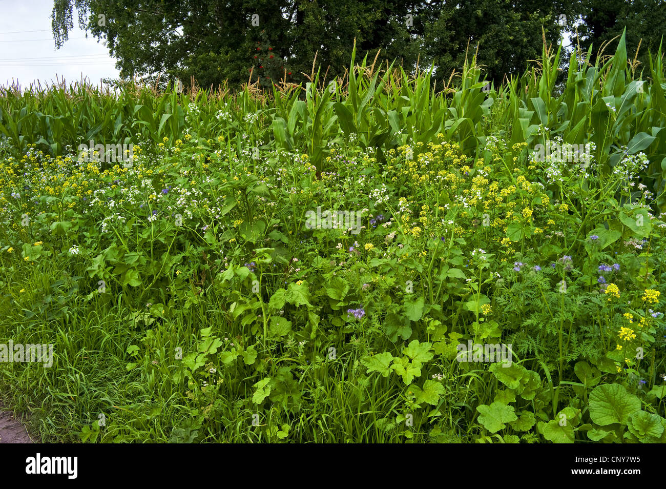Blooming border of a maize field hi-res stock photography and images ...
