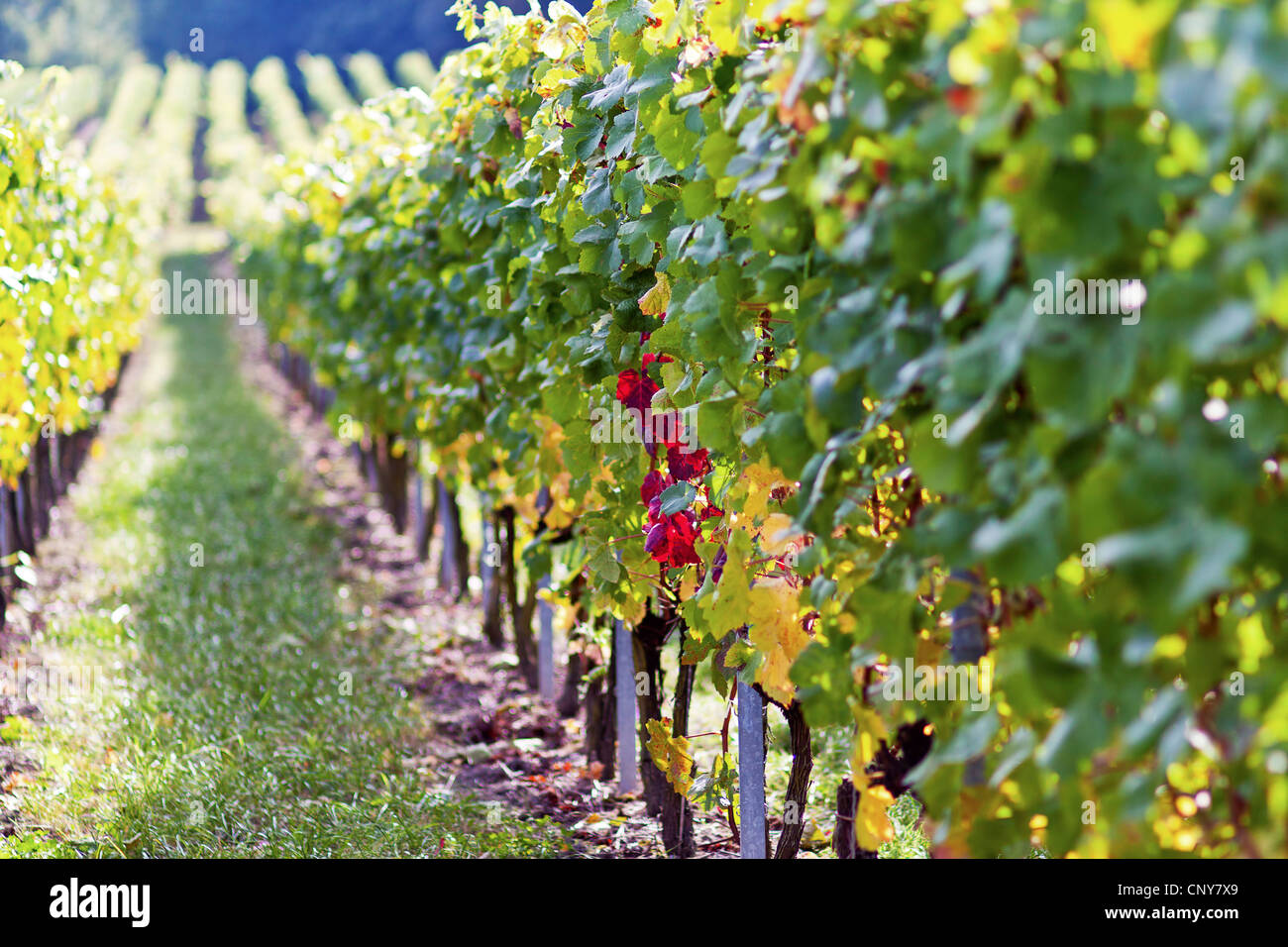 grape-vine, vine (Vitis vinifera), row of grape vine in autumn, Germany ...