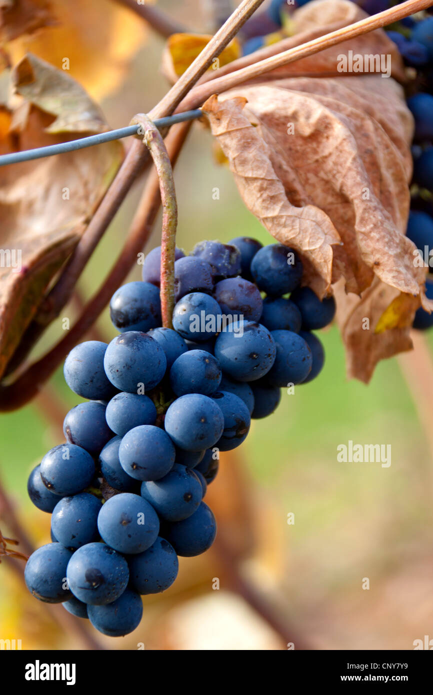 grapes in autumn Stock Photo - Alamy