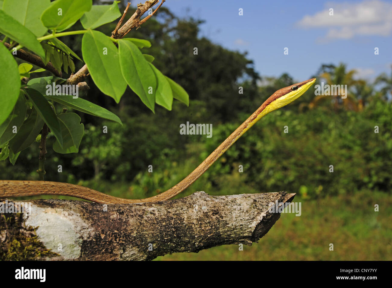 Snakes climbing hi-res stock photography and images - Alamy