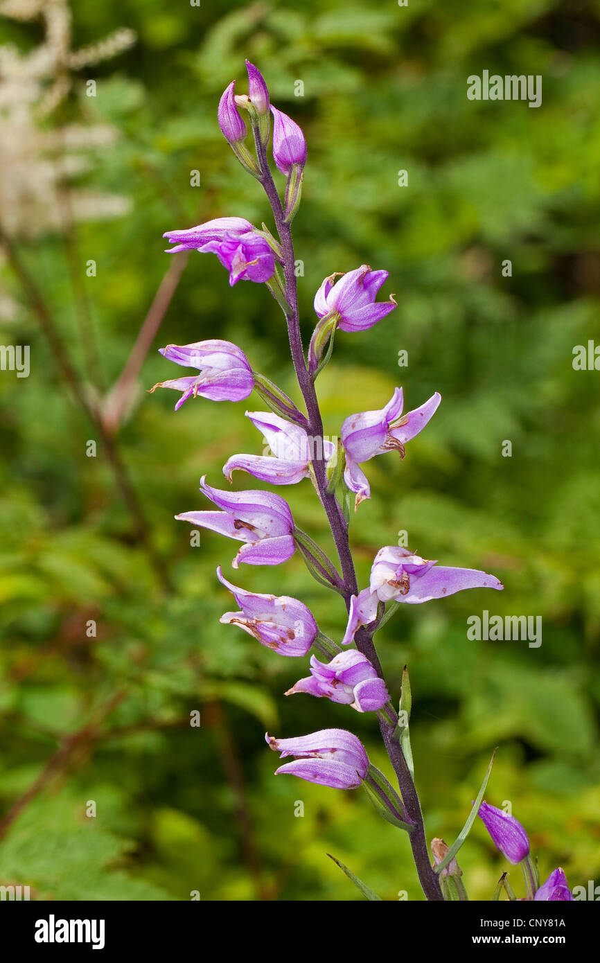 red helleborine (Cephalanthera rubra), inflorescence, Germany Stock ...