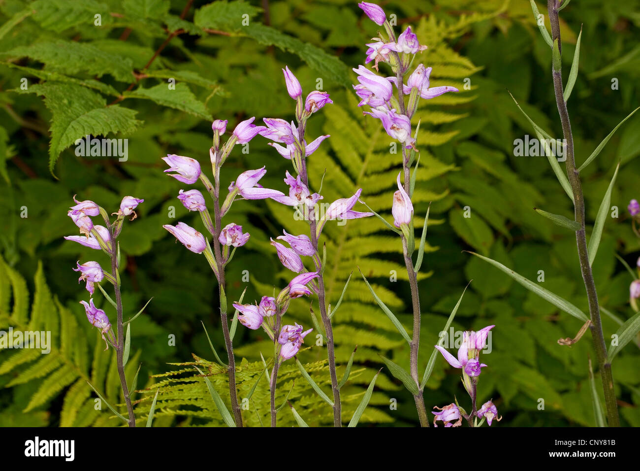 red helleborine (Cephalanthera rubra), blooming, Germany Stock Photo ...