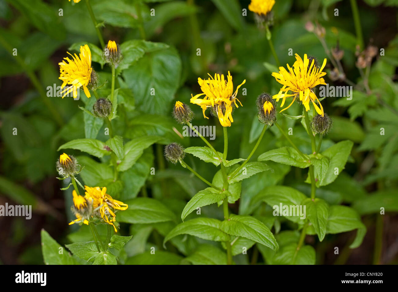 Pyrenean Hawk's Beard (Crepis pyrenaica), blooming, Germany Stock Photo ...