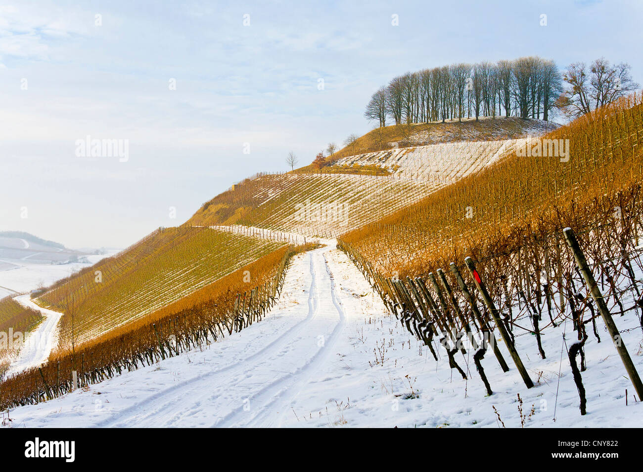 snow-covered vineyard in winter, Germany, Bavaria, Lower Franconia ...