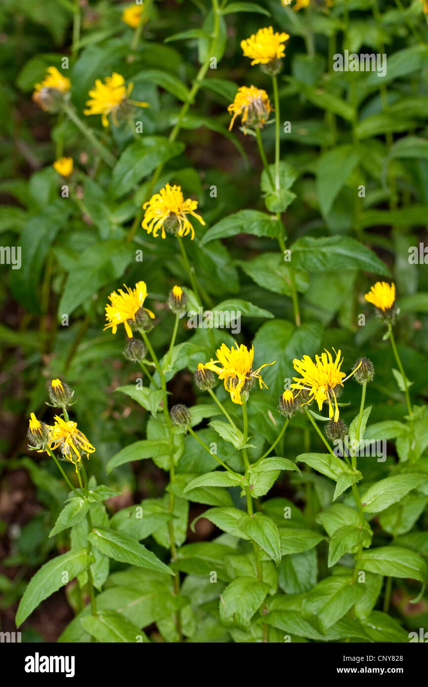 Pyrenean Hawk's Beard (Crepis pyrenaica), blooming, Germany Stock Photo ...