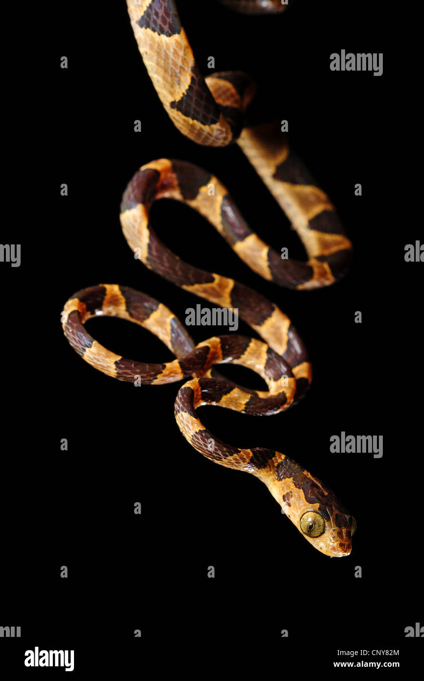 Tree snake hanging hi-res stock photography and images - Alamy