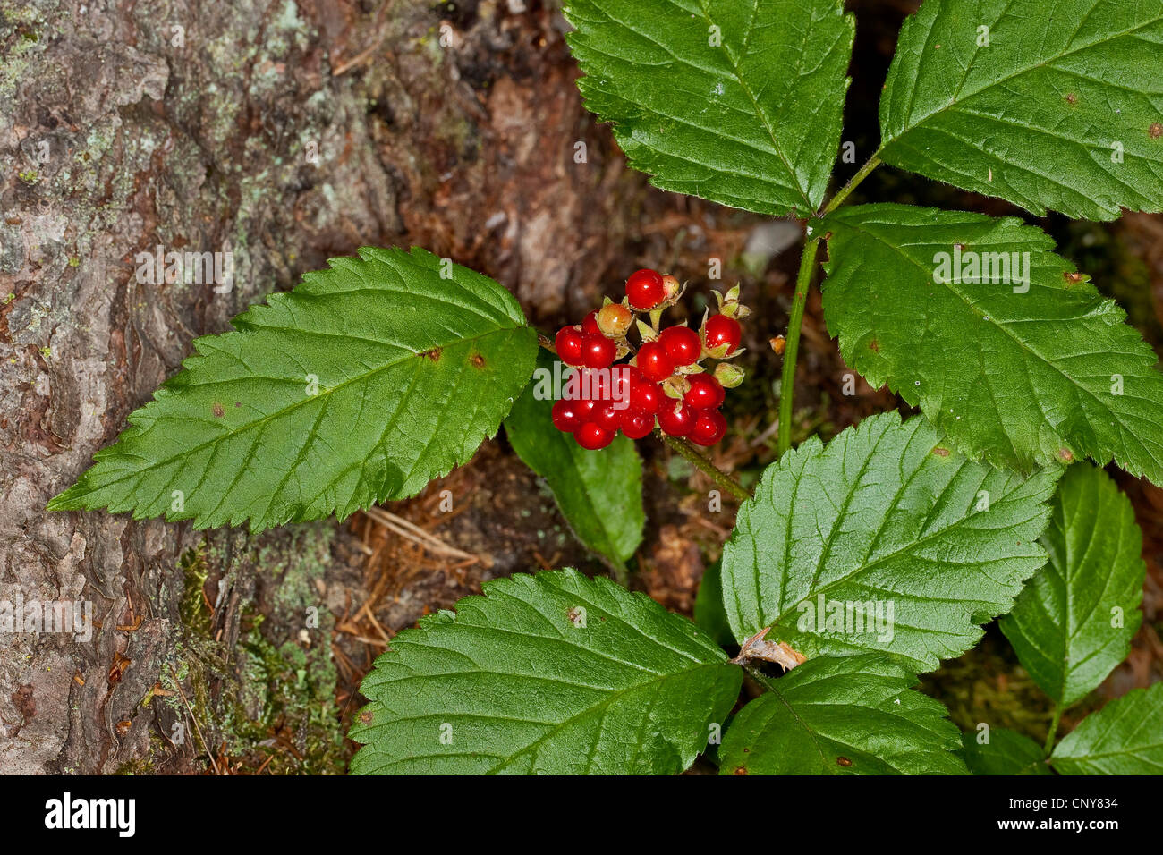 Stone bramble, Roebuck-berry (Rubus saxatilis), fruiting, Germany Stock ...