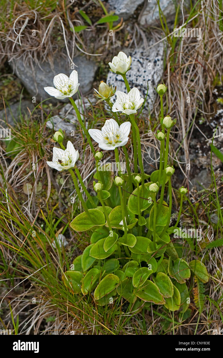 marsh grass-of-parnassus (Parnassia palustris), blooming, Germany Stock ...