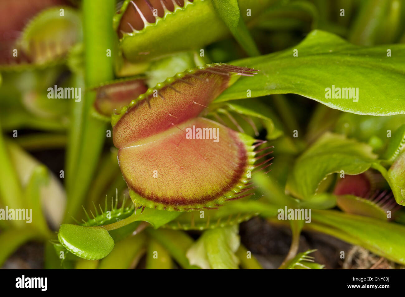Venus Flytrap, Venus's Flytrap, Venus' Flytrap, Venus Fly Trap, Venus's ...
