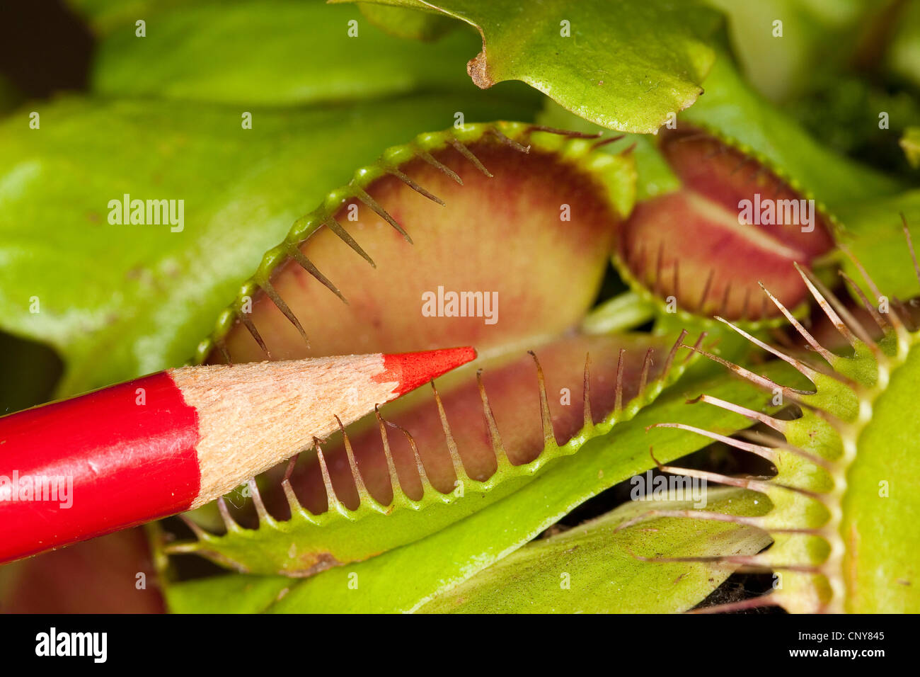 Venus Flytrap, Venus's Flytrap, Venus' Flytrap, Venus Fly Trap, Venus's ...