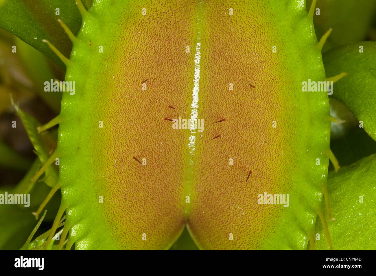 Venus Flytrap, Venus's Flytrap, Venus' Flytrap, Venus Fly Trap, Venus's ...