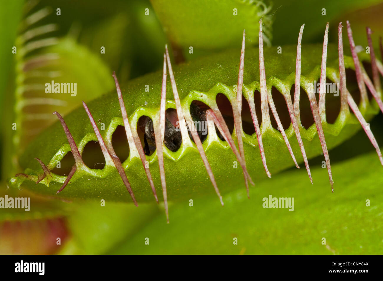 Venus Flytrap, Venus's Flytrap, Venus' Flytrap, Venus Fly Trap, Venus's ...