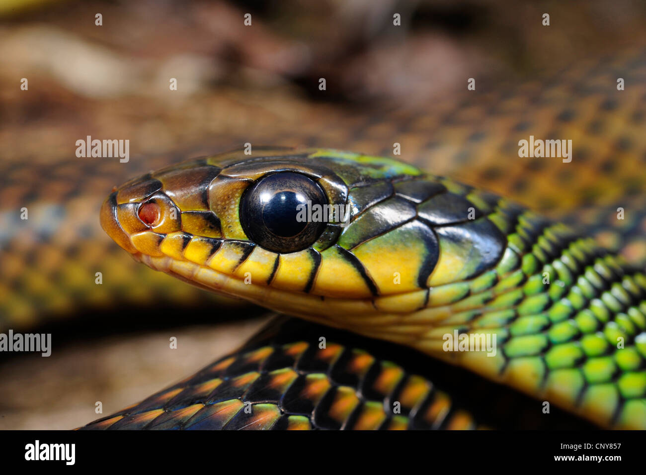 Speckled racer drymobius margaritiferus hi-res stock photography and ...