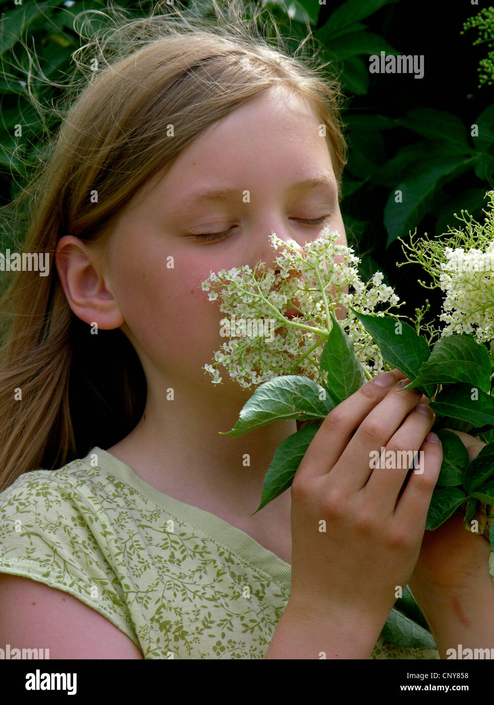 European black elder, Elderberry, Common elder (Sambucus nigra), girl ...