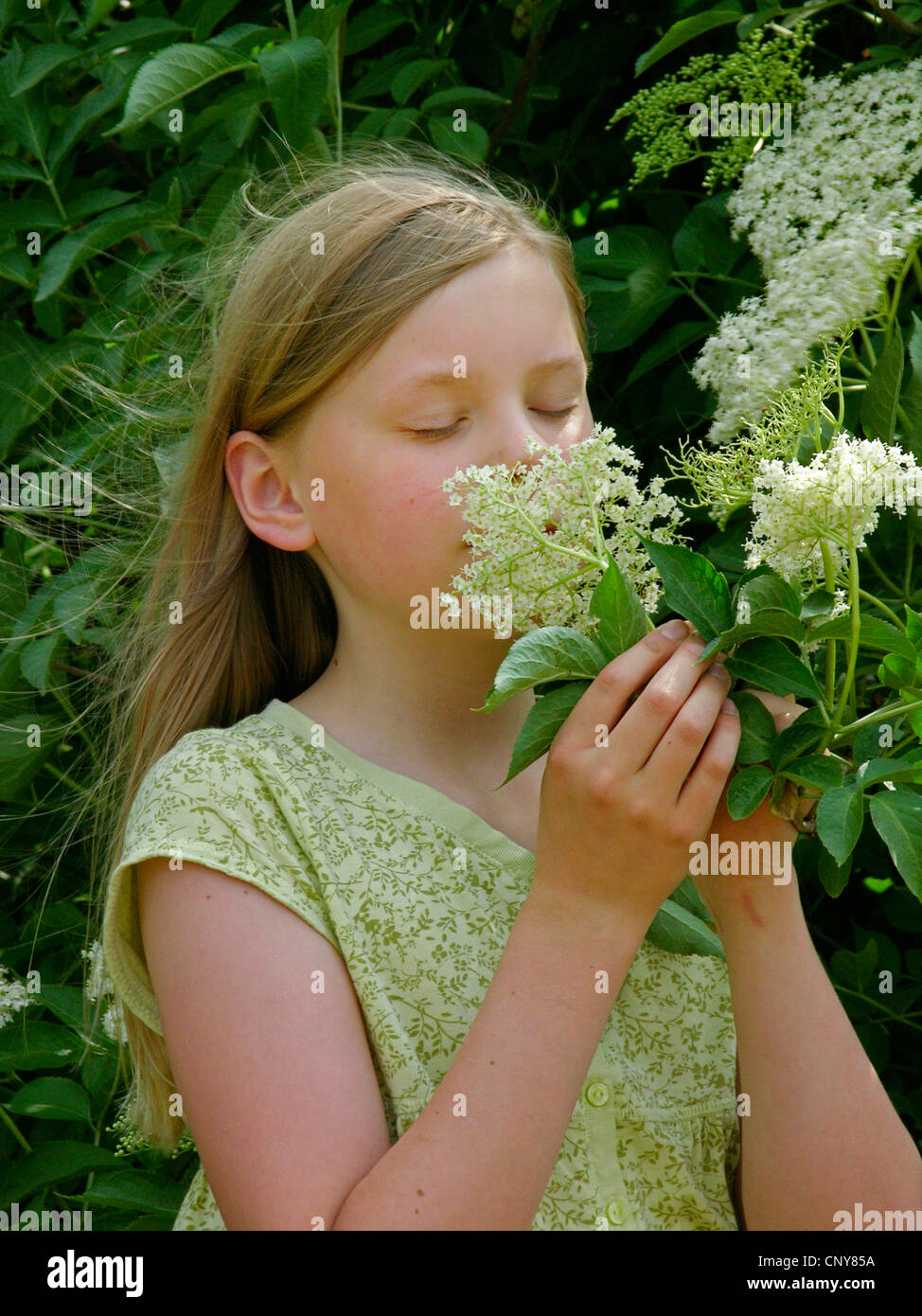 European black elder, Elderberry, Common elder (Sambucus nigra), girl ...