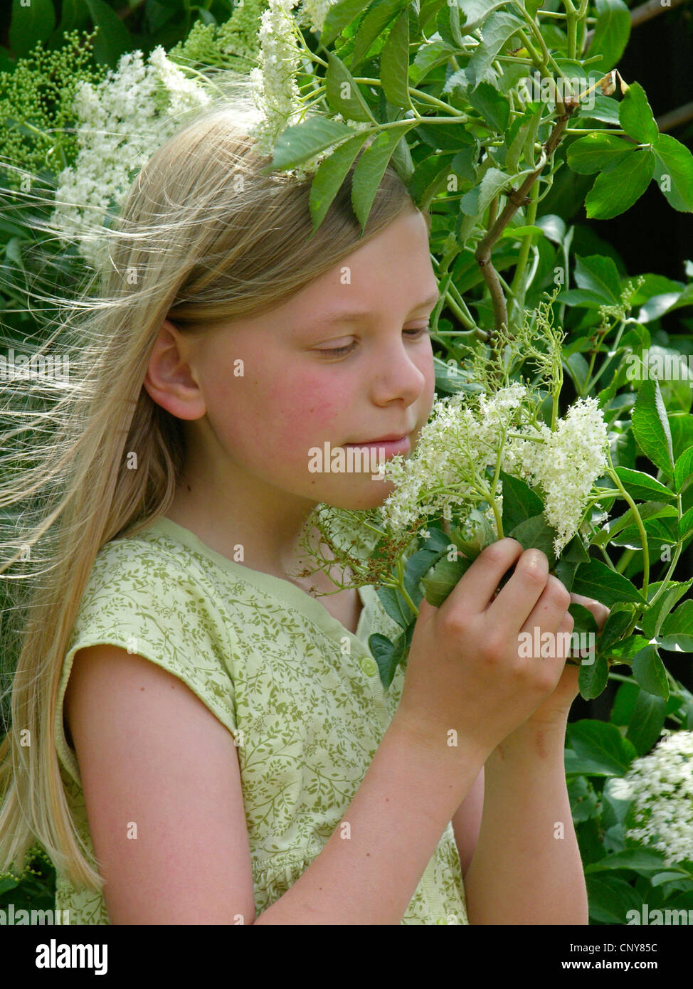 European black elder, Elderberry, Common elder (Sambucus nigra), girl ...