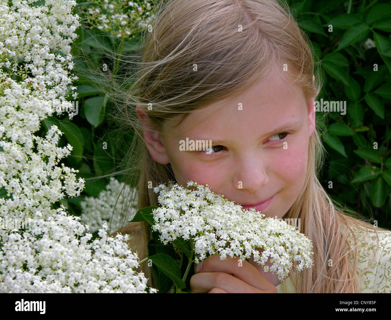 European black elder, Elderberry, Common elder (Sambucus nigra), girl ...