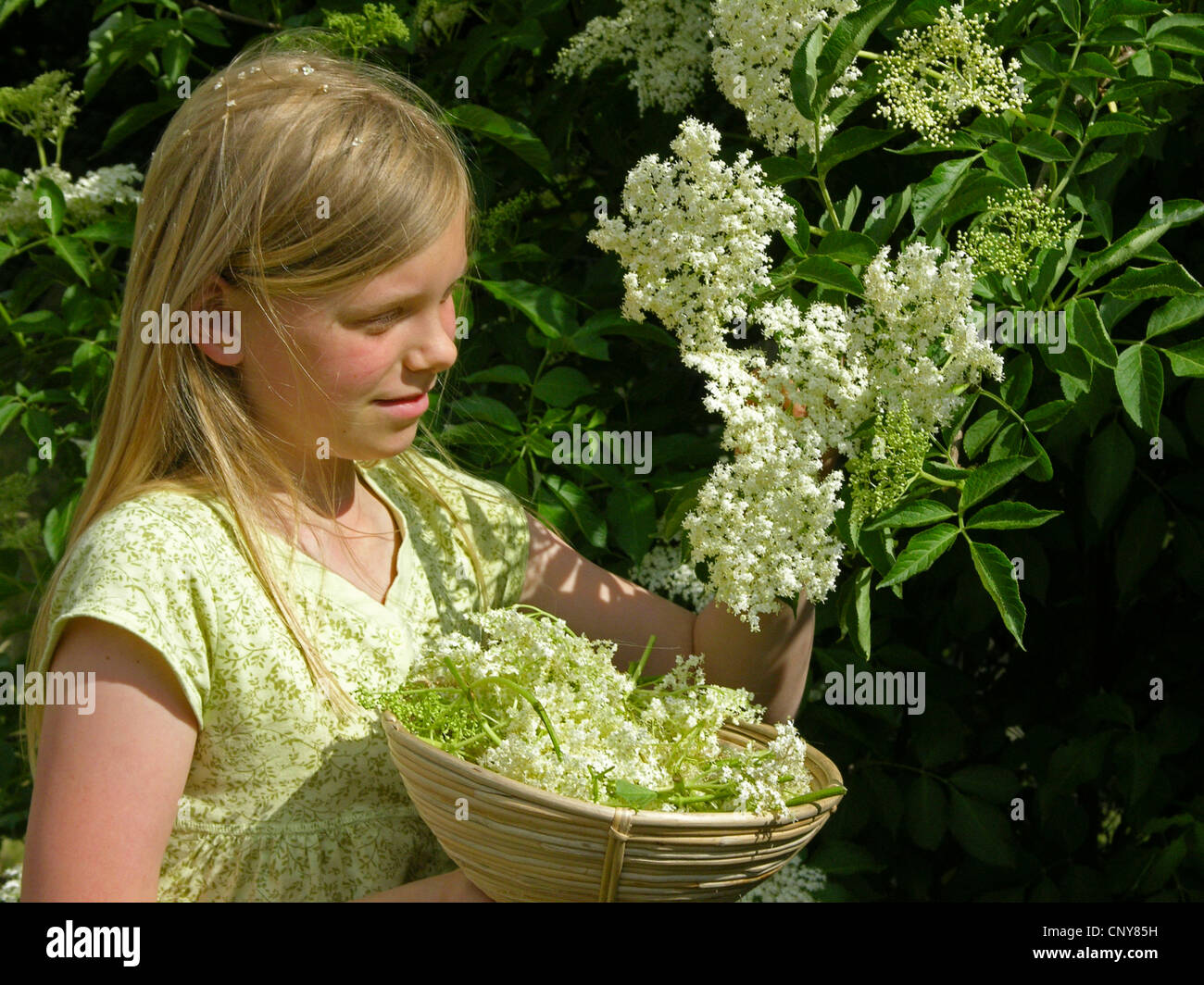 European black elder, Elderberry, Common elder (Sambucus nigra), girl ...