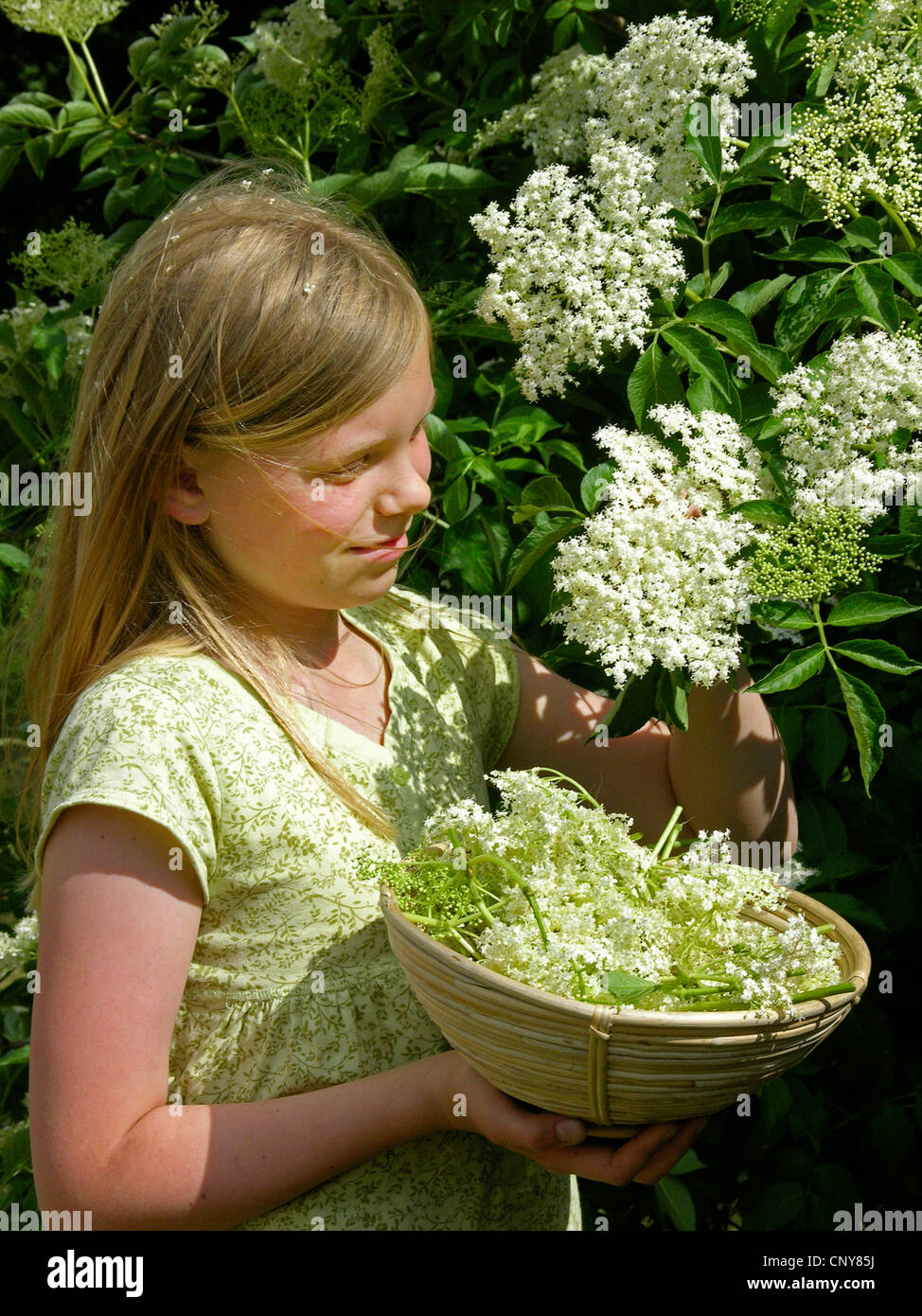 European black elder, Elderberry, Common elder (Sambucus nigra), girl ...