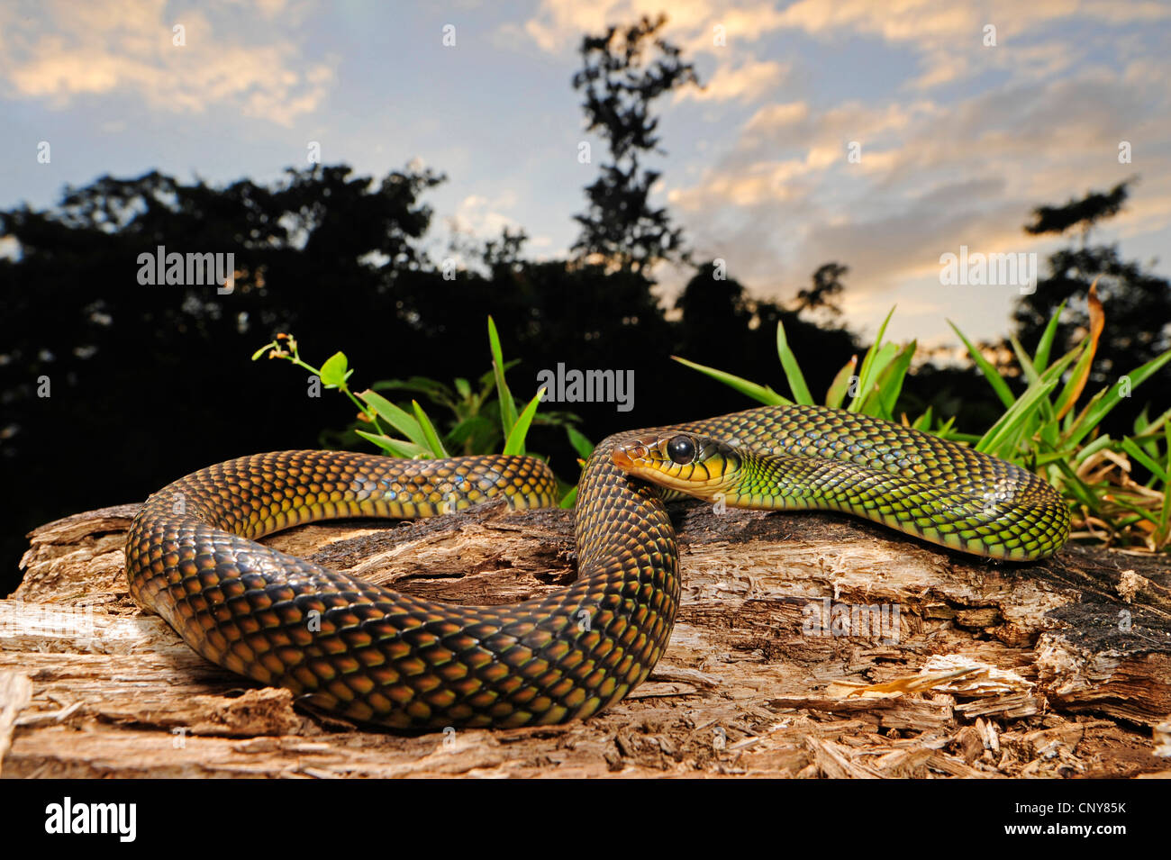 speckled racer (Drymobius margaritiferus margaritiferus), lying on the ...