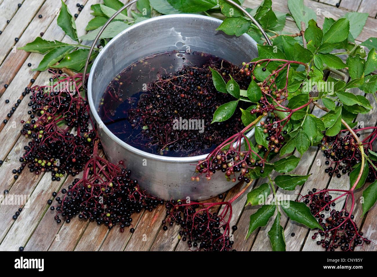 European black elder, Elderberry, Common elder (Sambucus nigra ...
