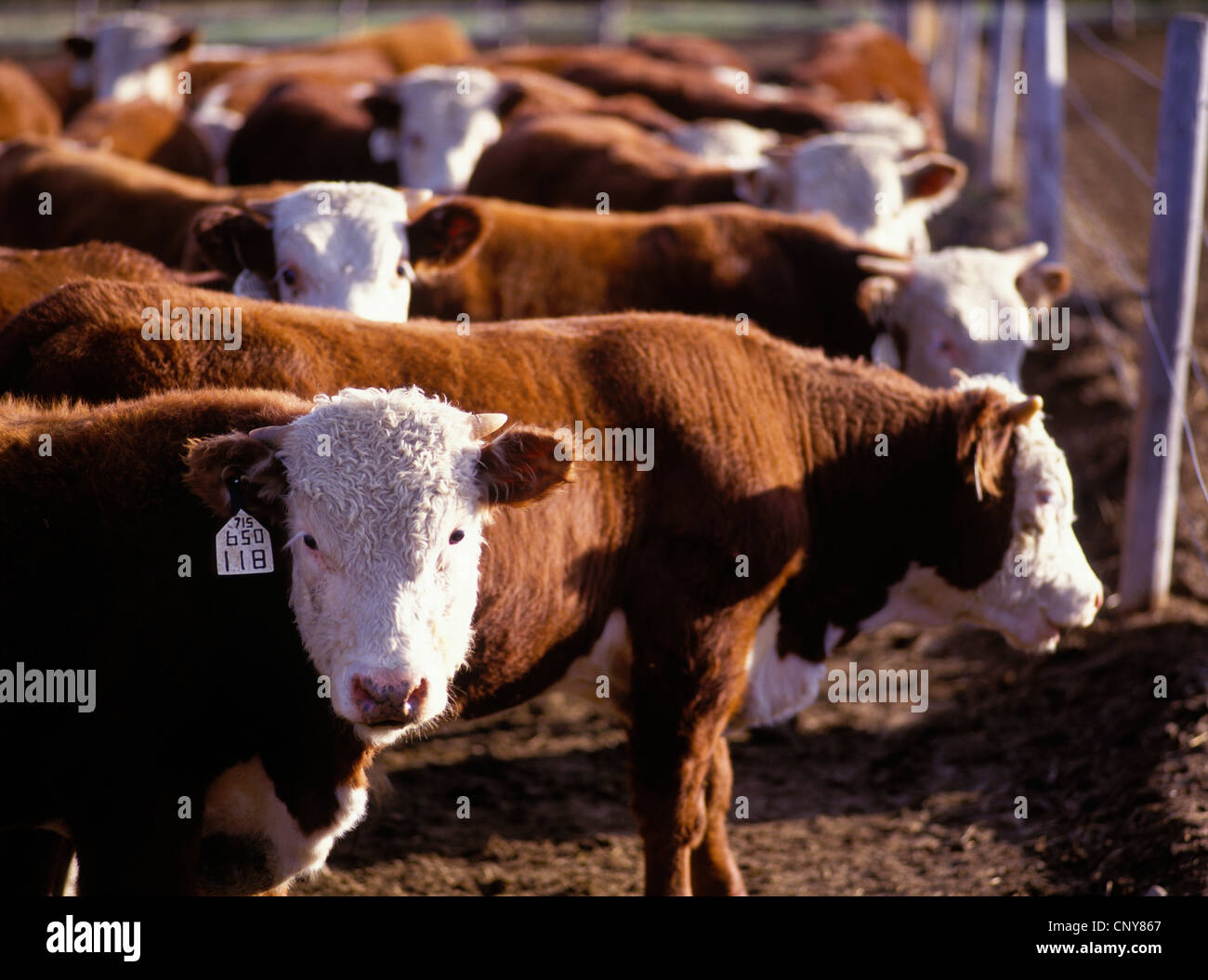 Row Inquisitive Cattle Standing In High Resolution Stock Photography ...