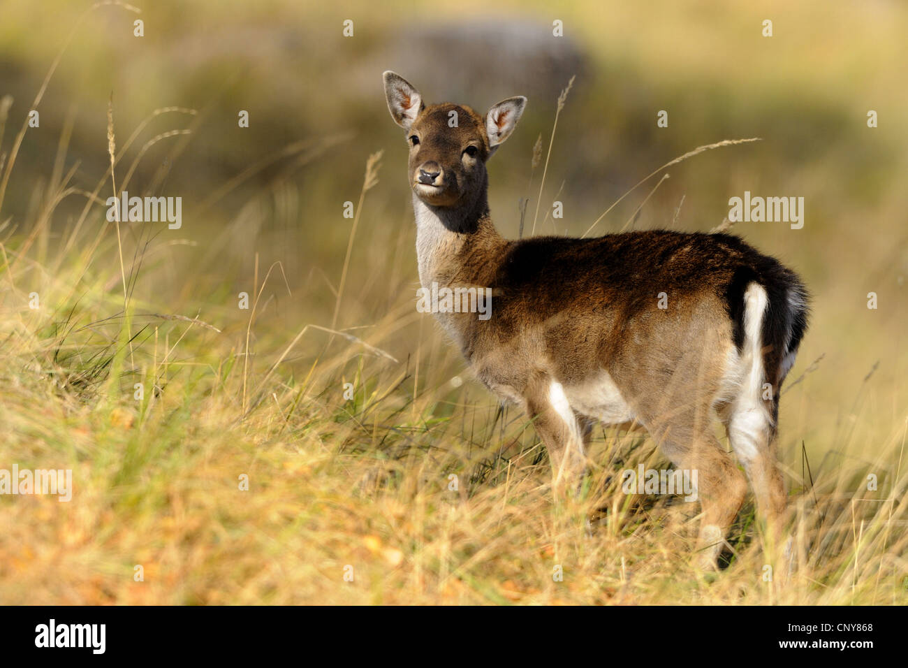 fallow deer (Dama dama, Cervus dama), juvenile in a meadow, Austria ...