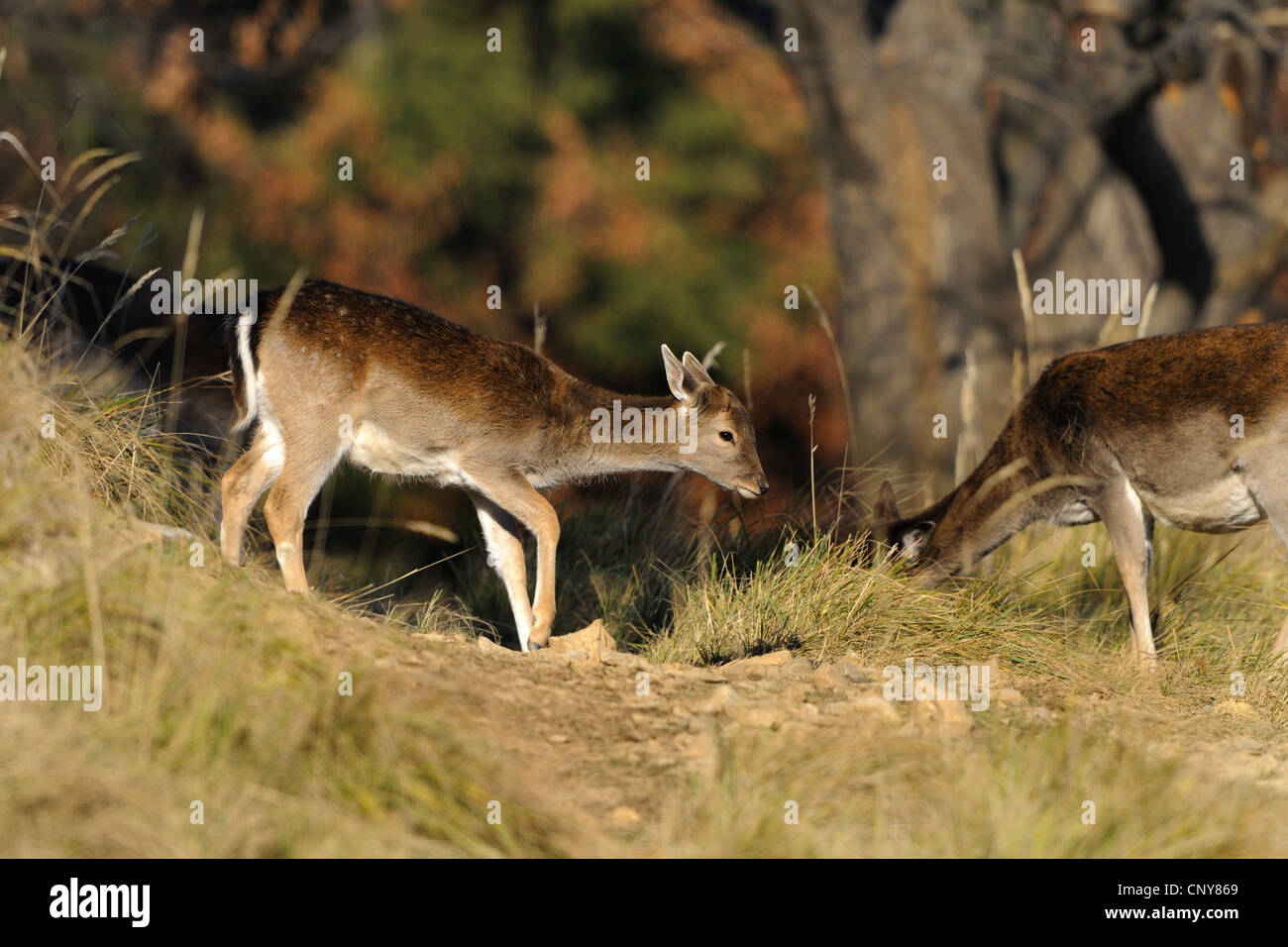 fallow deer (Dama dama, Cervus dama), juvenile on a clearing, Austria ...