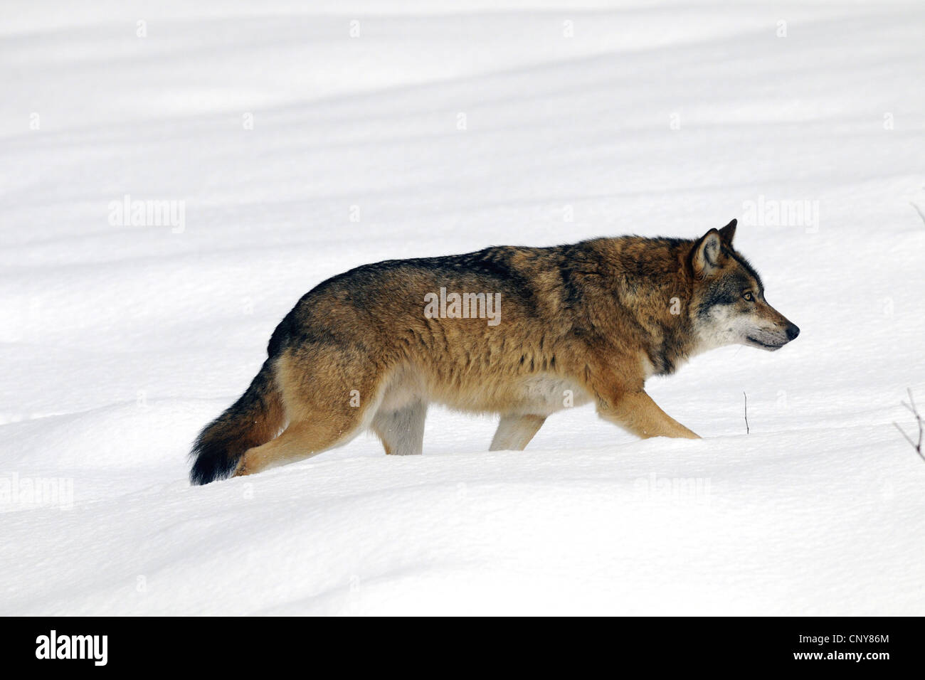 Wolves in winter in deep snow hi-res stock photography and images - Alamy