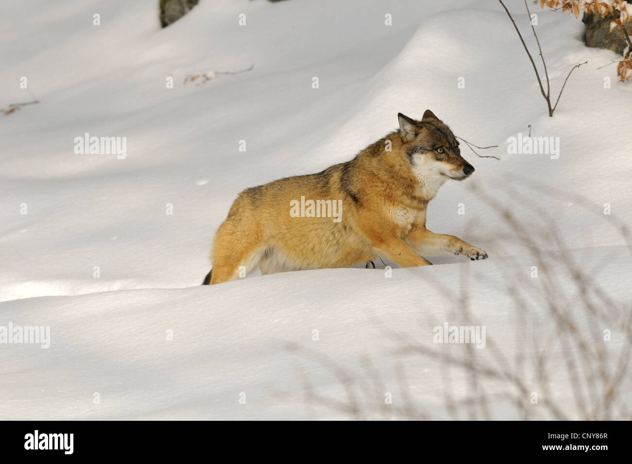 European gray wolf (Canis lupus lupus), walking through deep snow ...