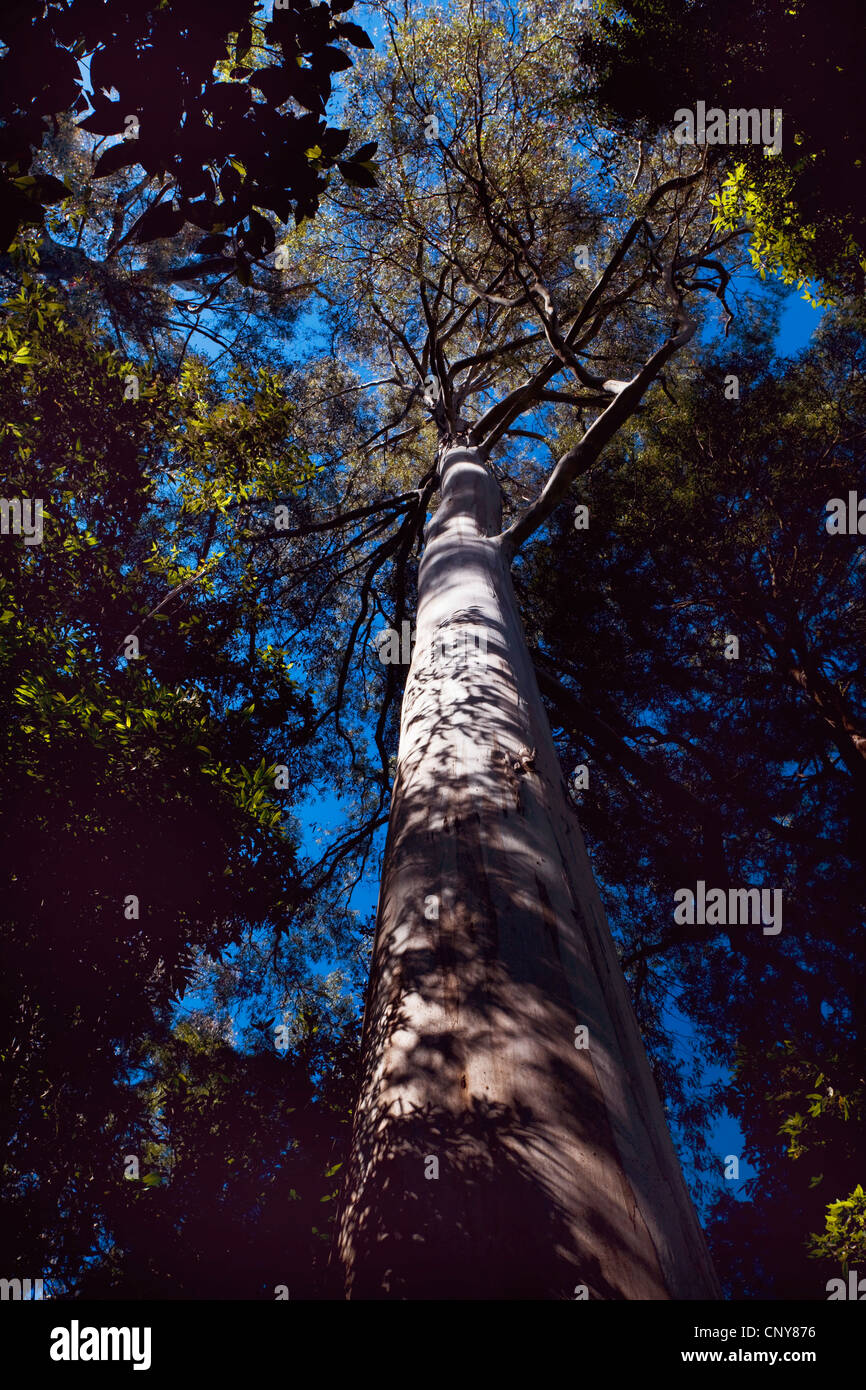 eucalyptus, gum (Eucalyptus spec.), tree looming in a forest, Australia ...