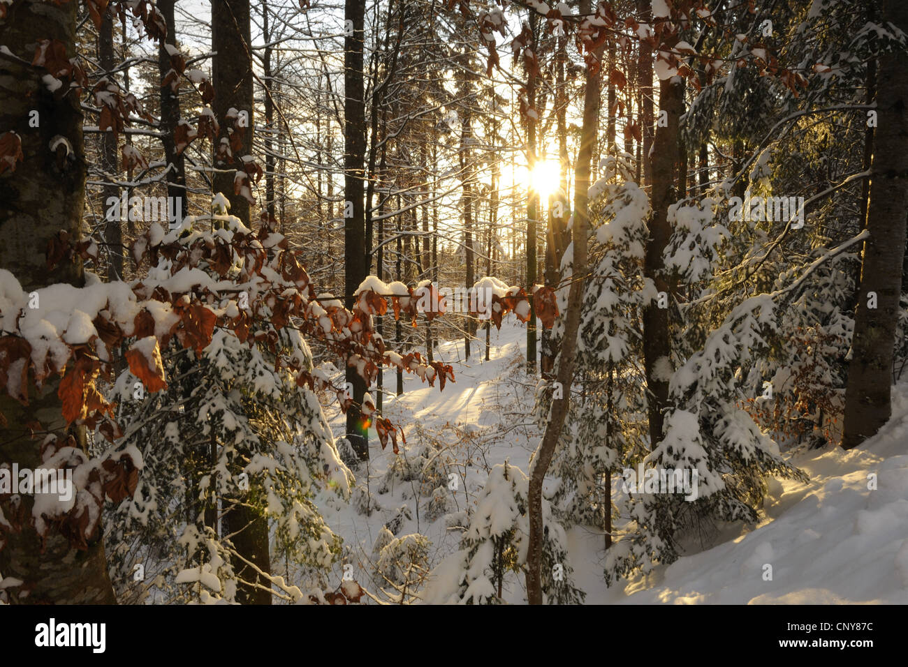 mixed forest in winter, Germany, Bavaria, Bavarian Forest National Park ...