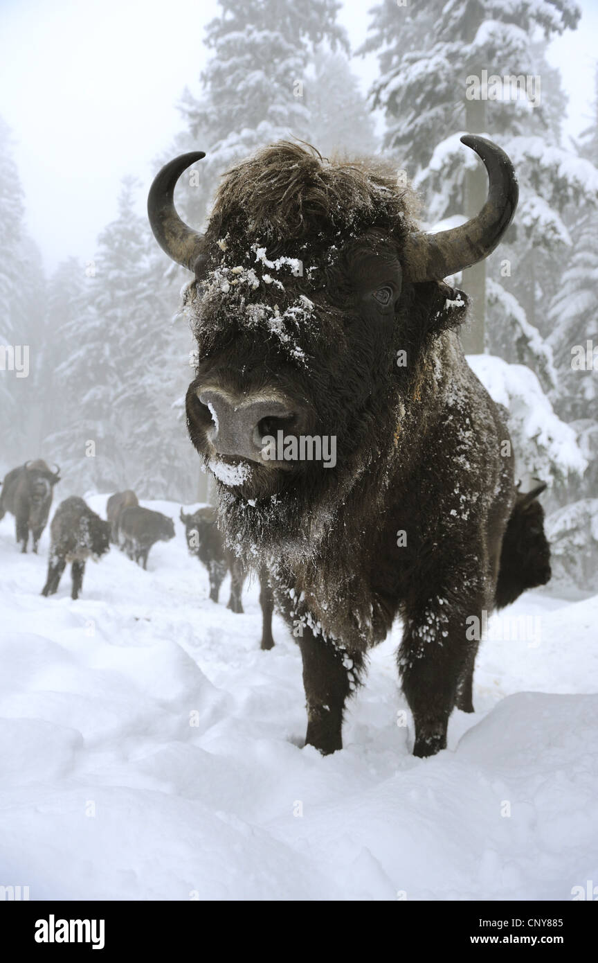 European bison, wisent (Bison bonasus), group standing in the snow ...