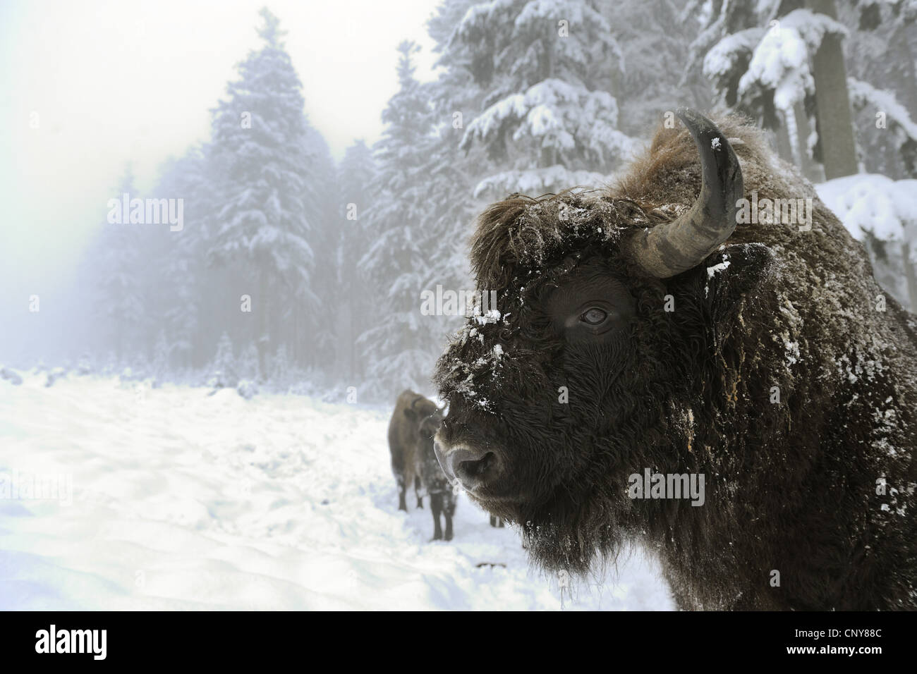 European bison, wisent (Bison bonasus), portrait in winter scenery ...
