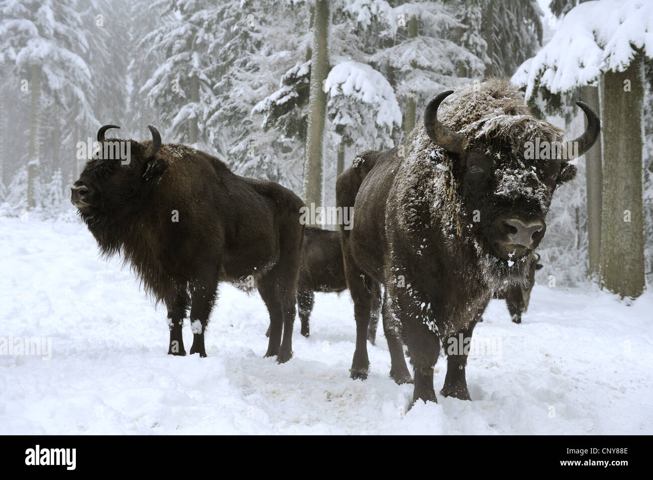 European bison, wisent (Bison bonasus), group standing in the snow ...