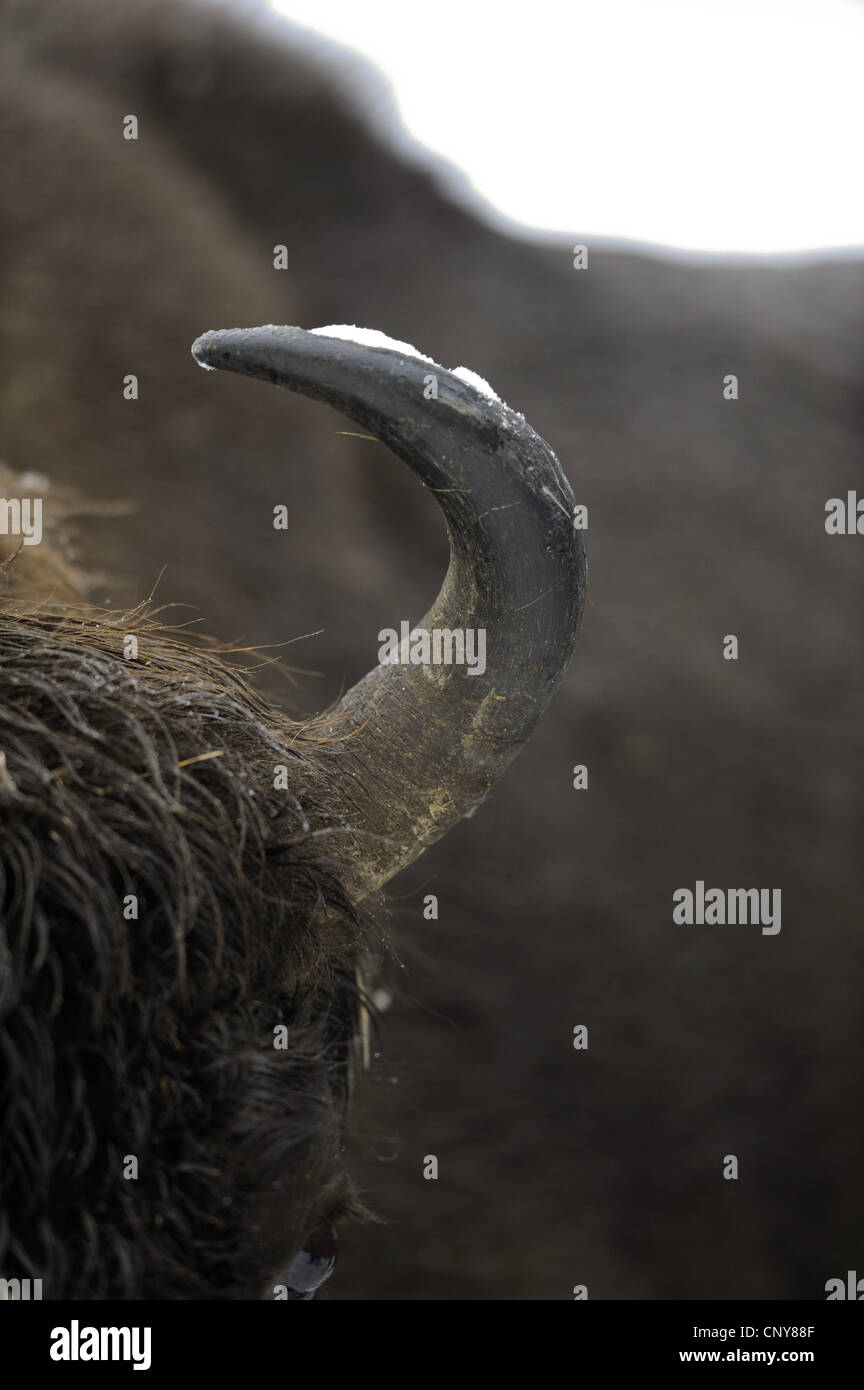 European bison, wisent (Bison bonasus), horn, Germany, Bavaria ...