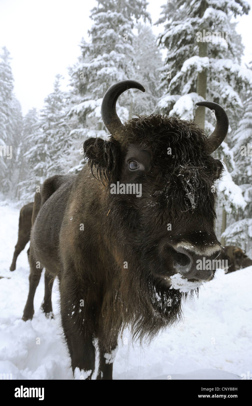 Group of bison stands hi-res stock photography and images - Alamy