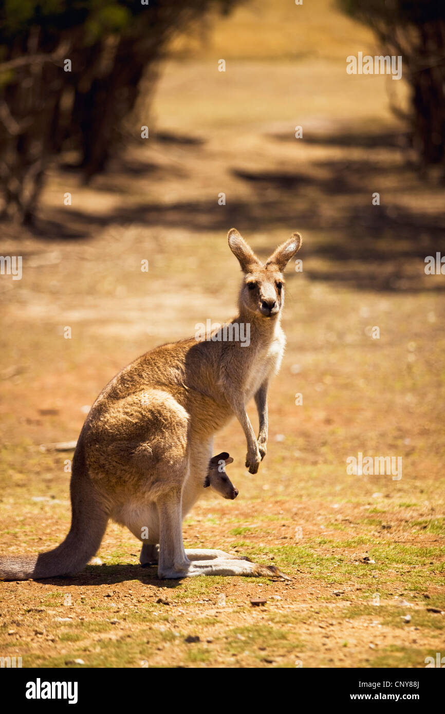 Antilopine Kangaroo