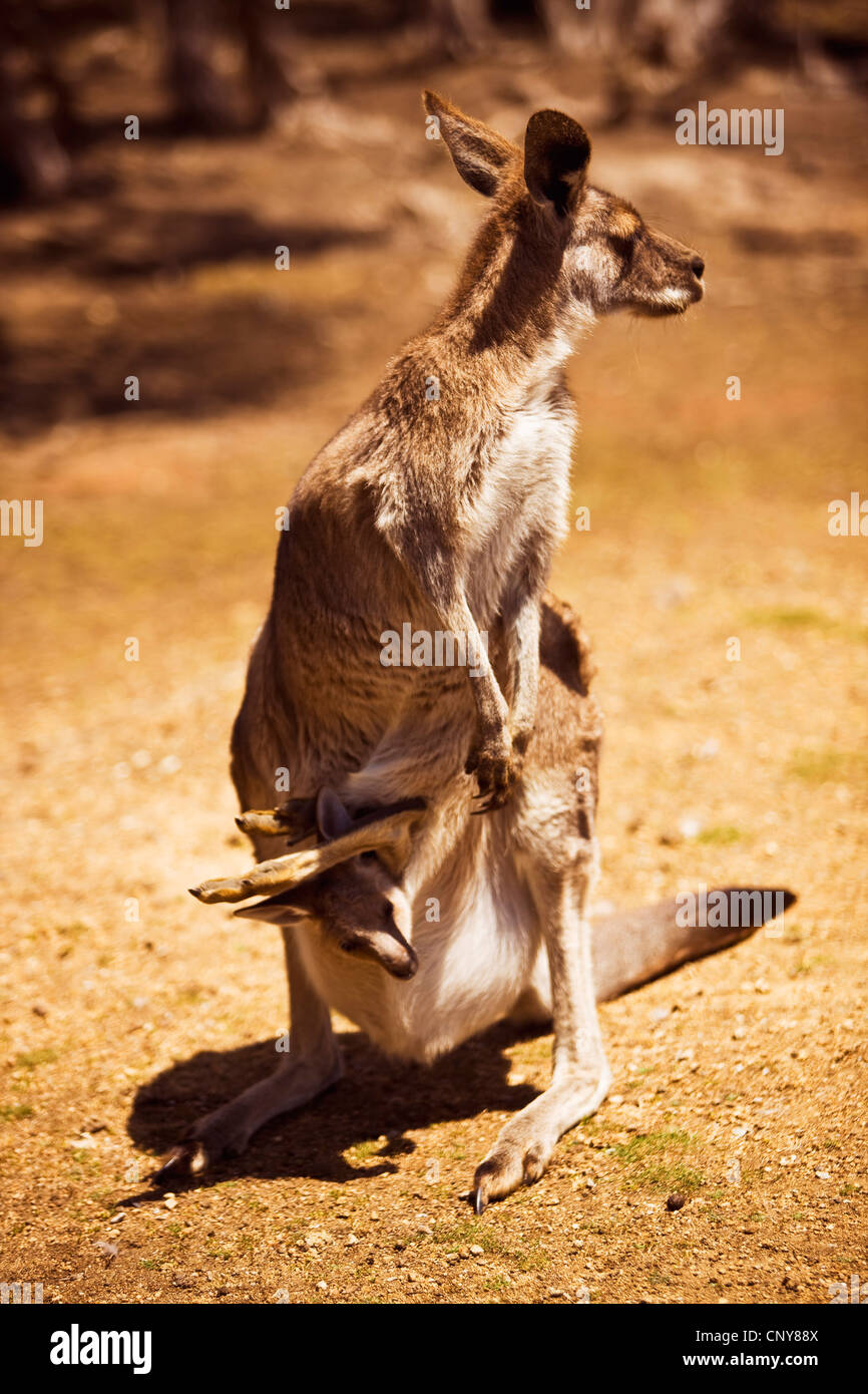 Antilopine hi-res stock photography and images - Alamy