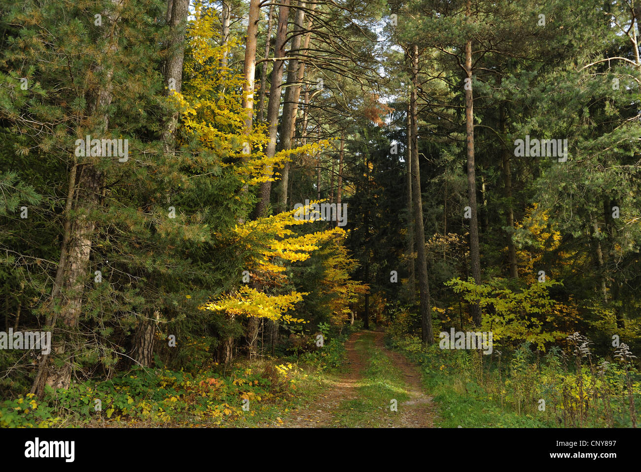 Coniferous broad leaved mixed forest hi-res stock photography and ...