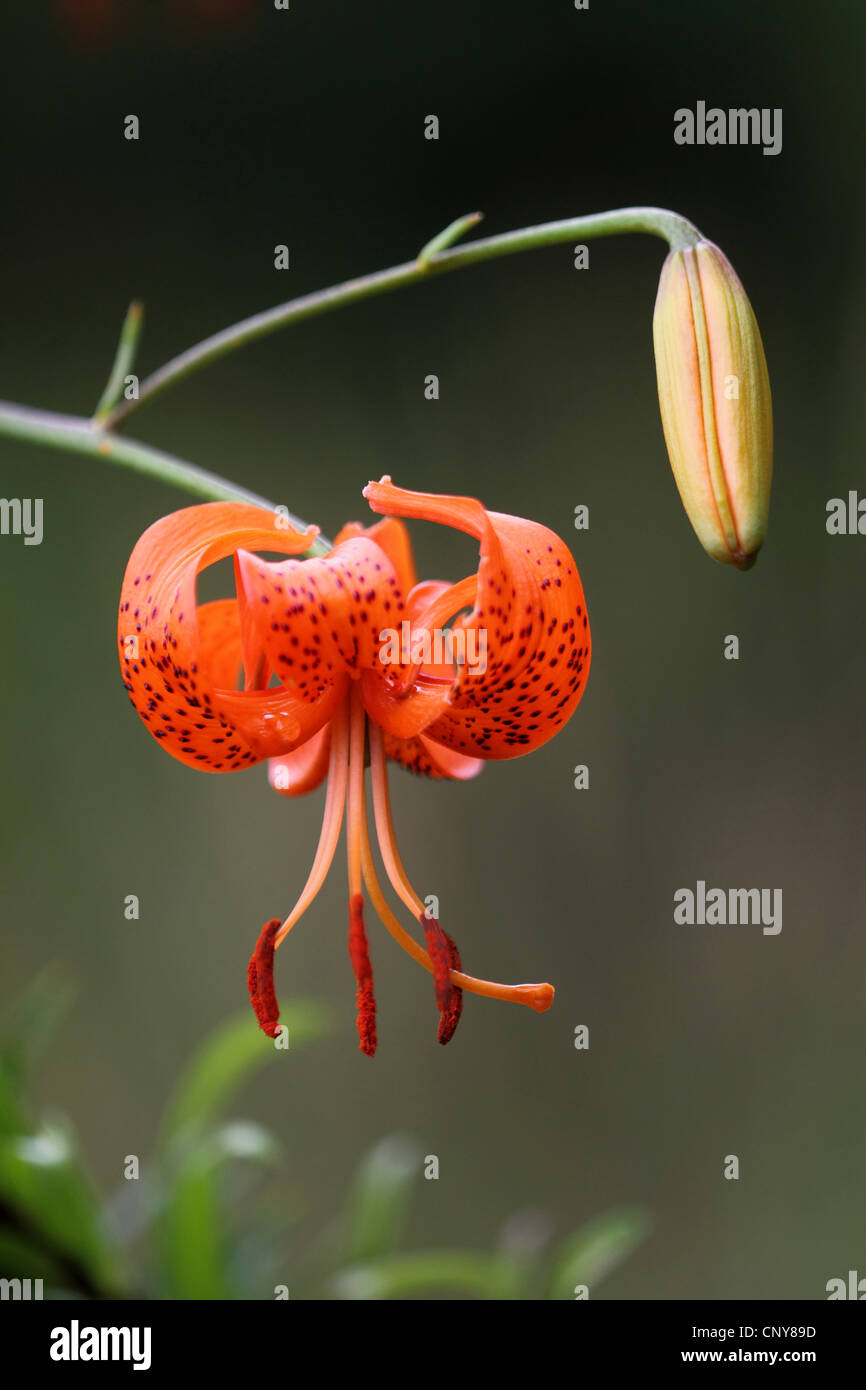 Lily lilium spec hi-res stock photography and images - Alamy