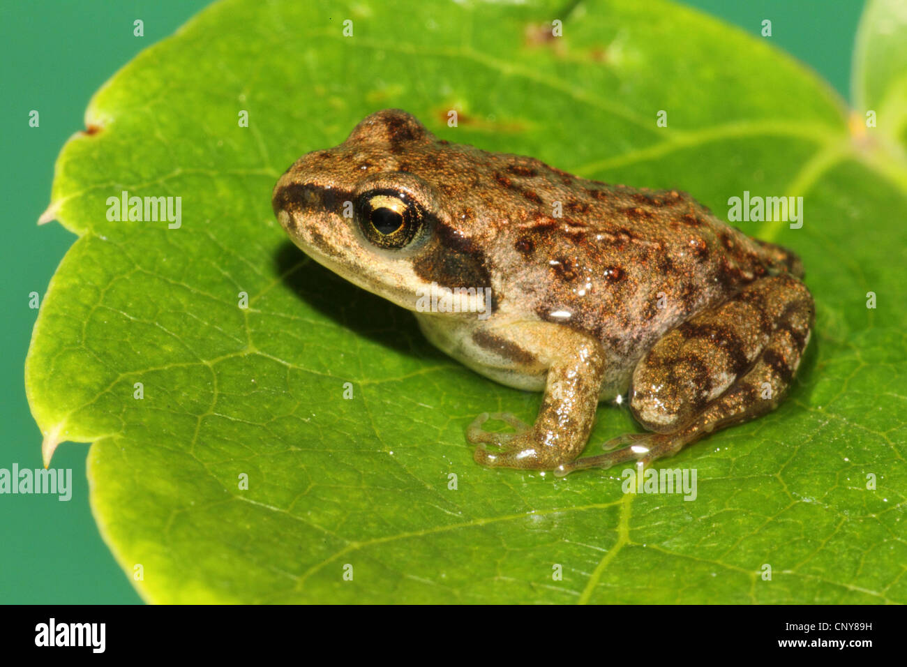 Young frog sitting hi-res stock photography and images - Alamy