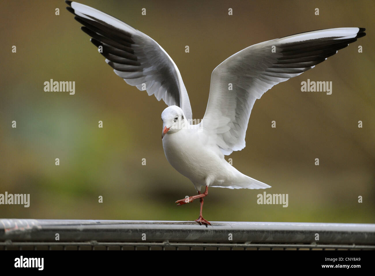 black-headed gull (Larus ridibundus), standing on a fence on one leg ...
