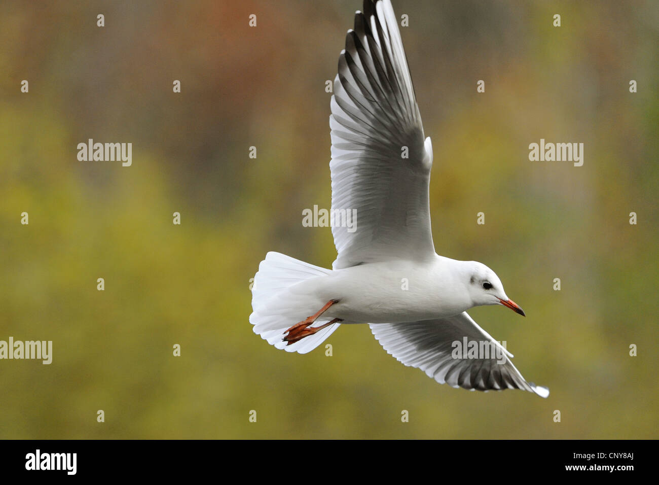 Black headed gull with outstretched wings hi-res stock photography and ...
