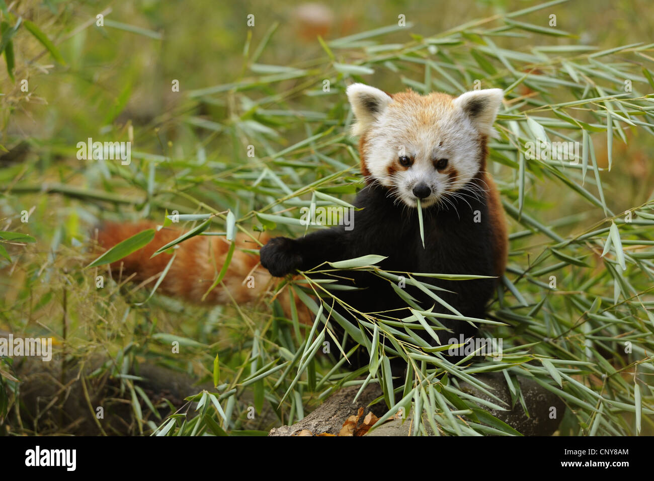 lesser panda, red panda (Ailurus fulgens), feeding on bamboo Stock ...