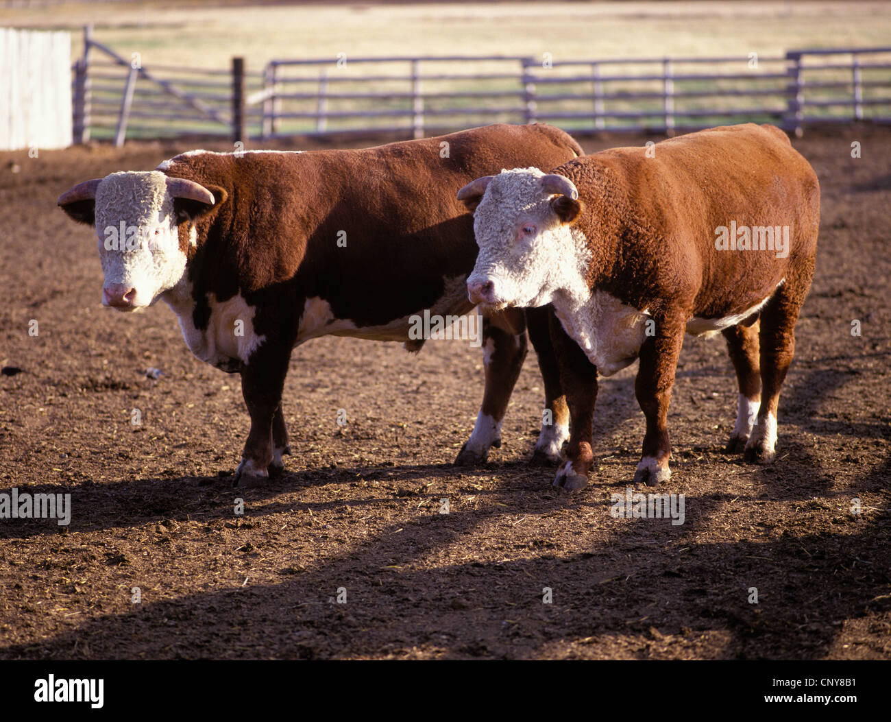 Two Hereford beef cattle bulls standing in a ranch corral in the ...