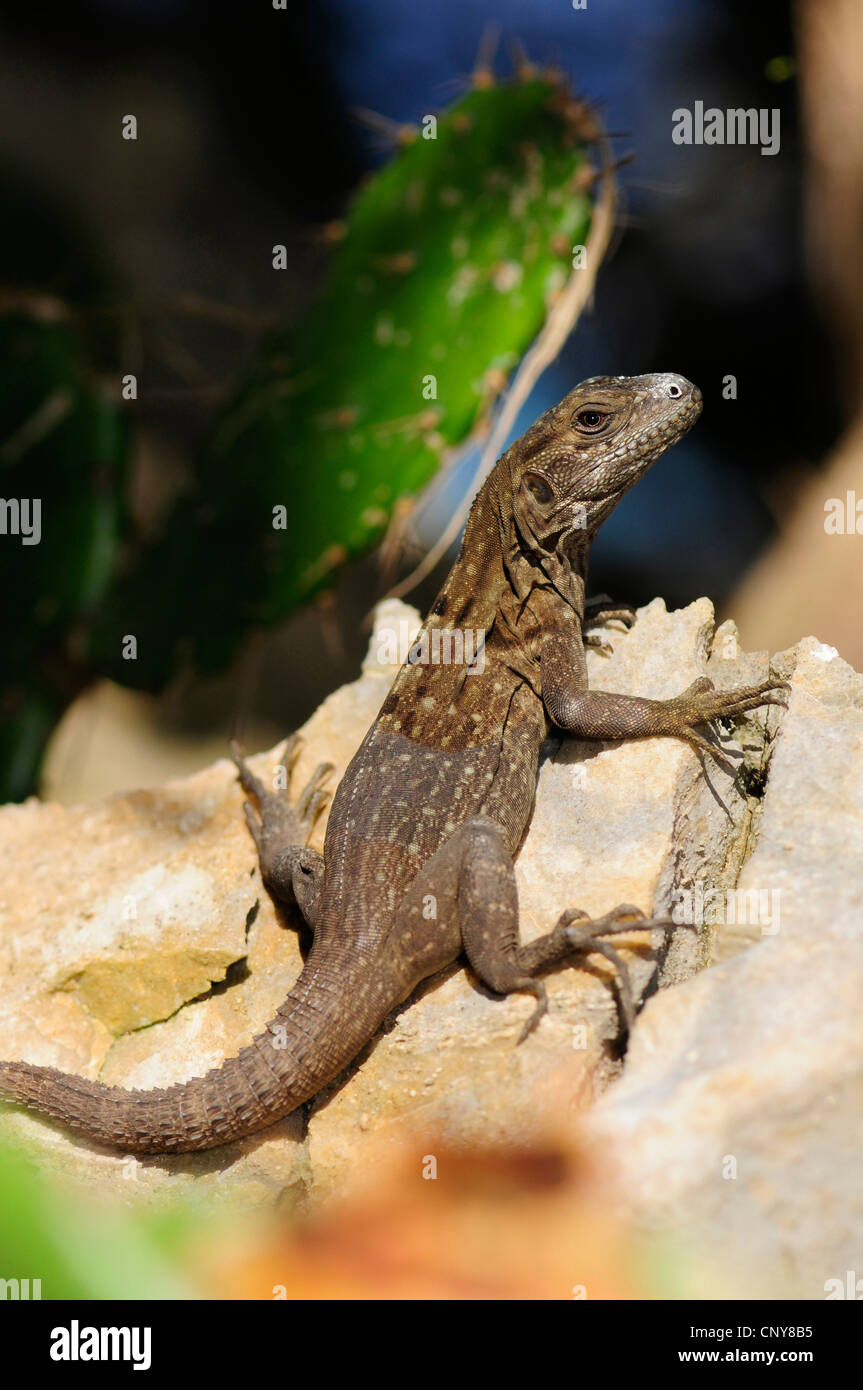 Roatn Spiny-tailed Iguana, , Roatan Spiny-tailed Iguana, De Queiroz's ...